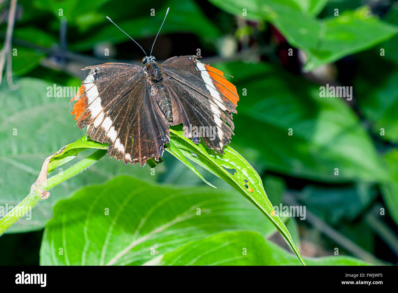 Cytherea hi-res stock photography and images - Alamy