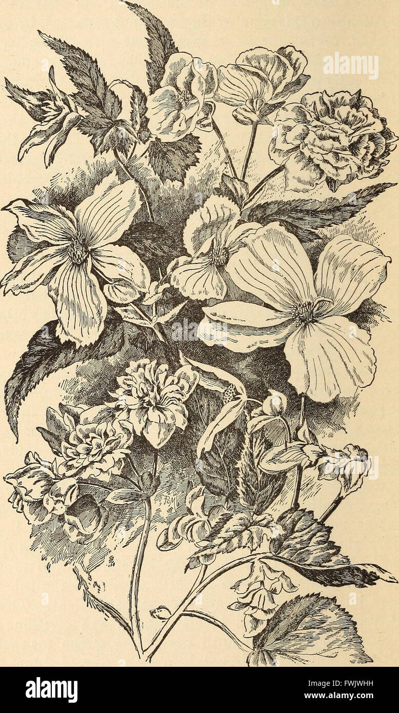 'Bulbs and Tuberous-Rooted Plants' (1893) details the cultivation of ...