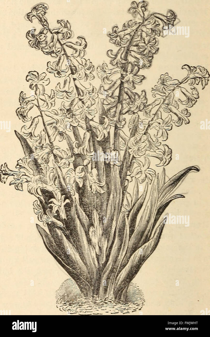 Bulbs and tuberous-rooted plants; their history, description, methods ...