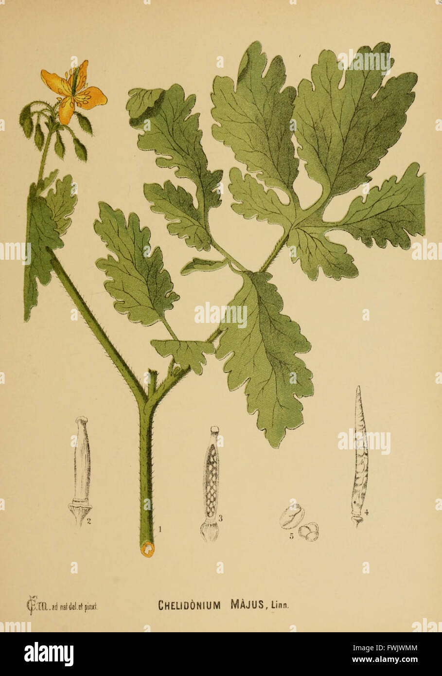 This illustration from a vintage botanical manuscript showcases various ...