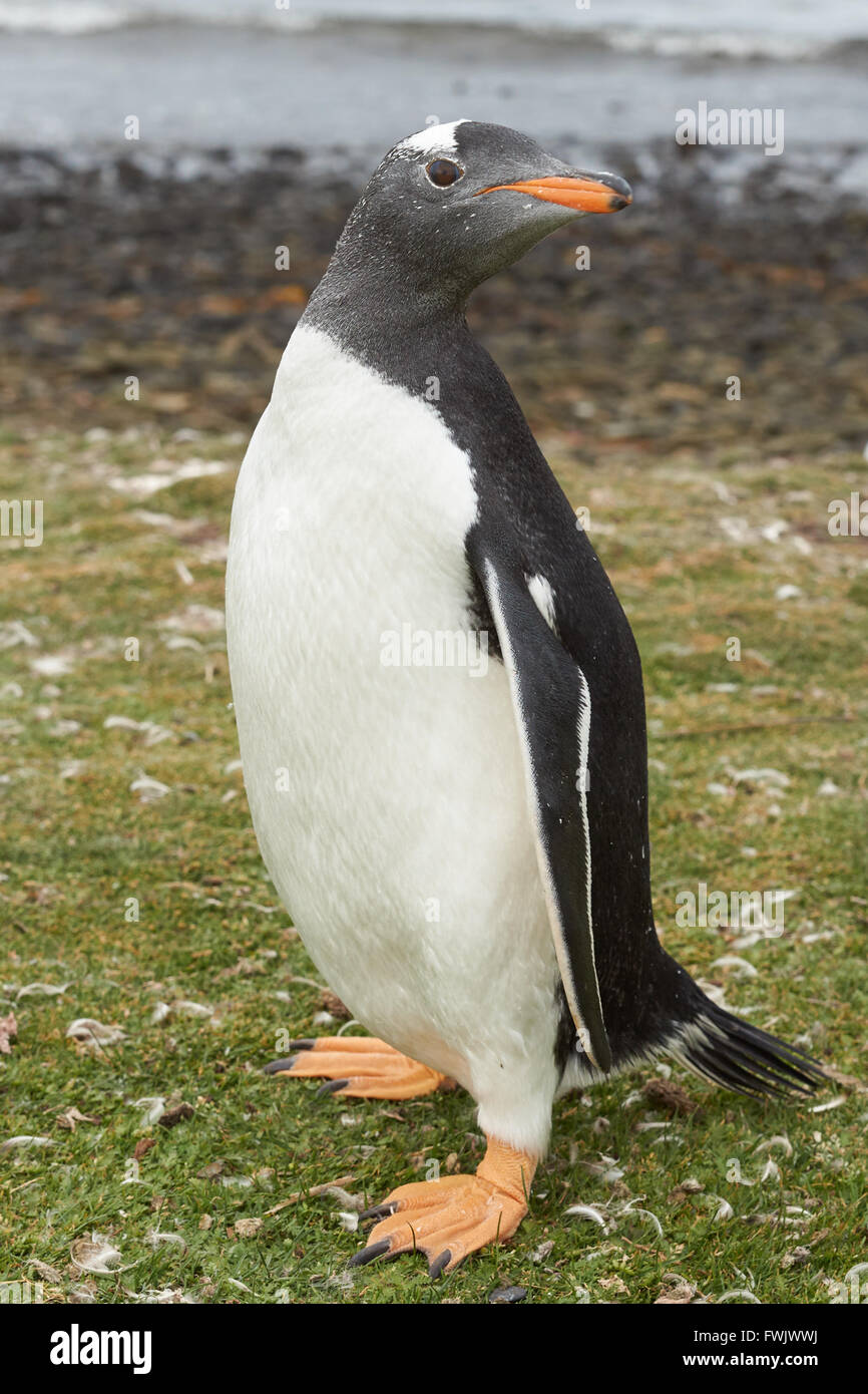 Gentoo Penguins (Pygoscelis papua) in a grassy meadow on Bleaker Island ...