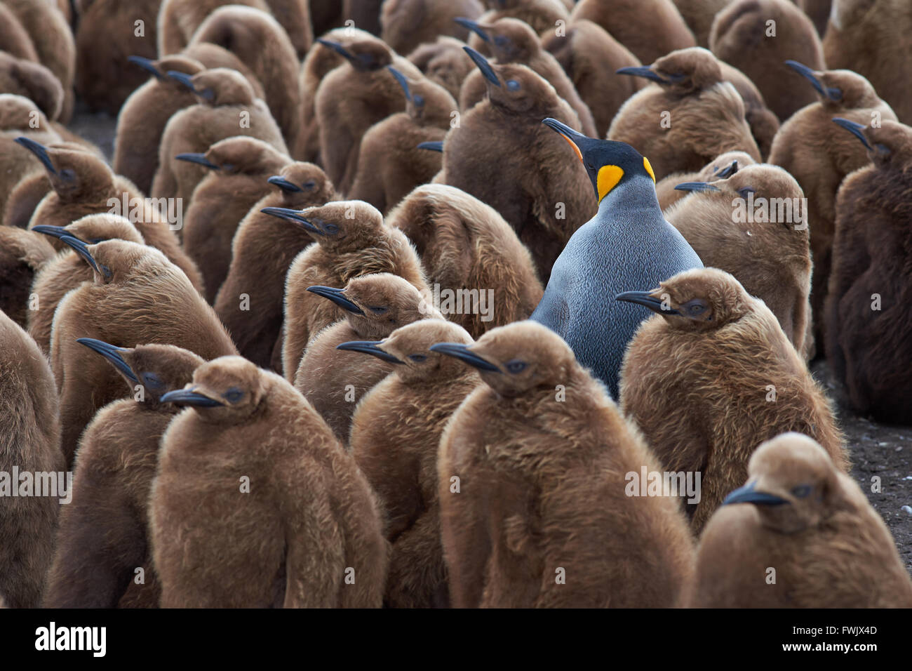 King Penguin Creche Stock Photo - Alamy
