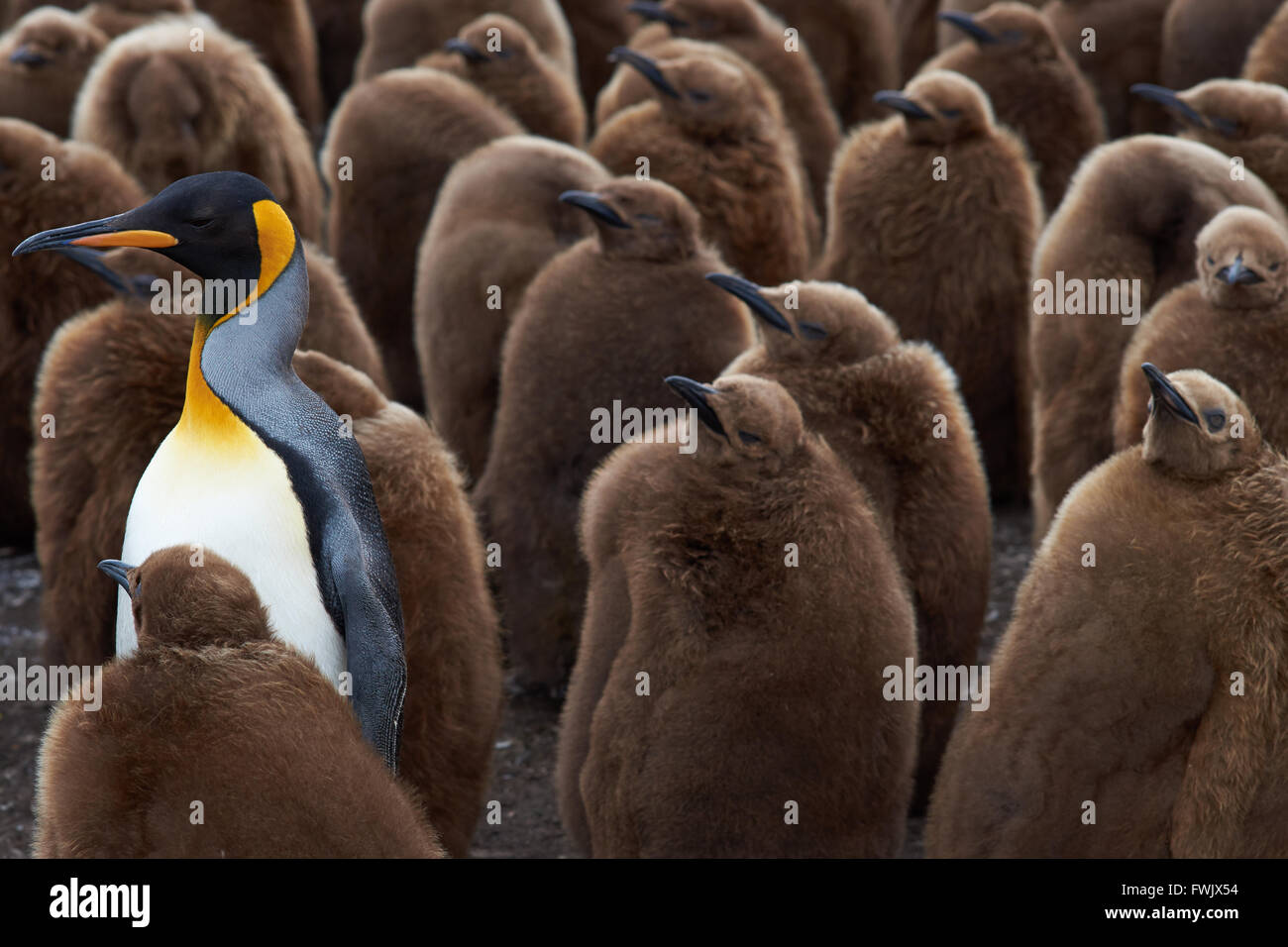 King Penguin Creche Stock Photo - Alamy