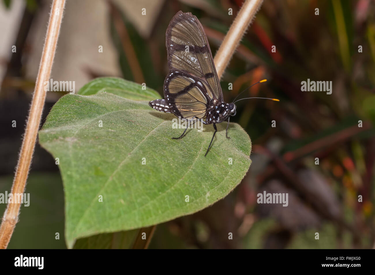 Amazon Rainforest Butterflies