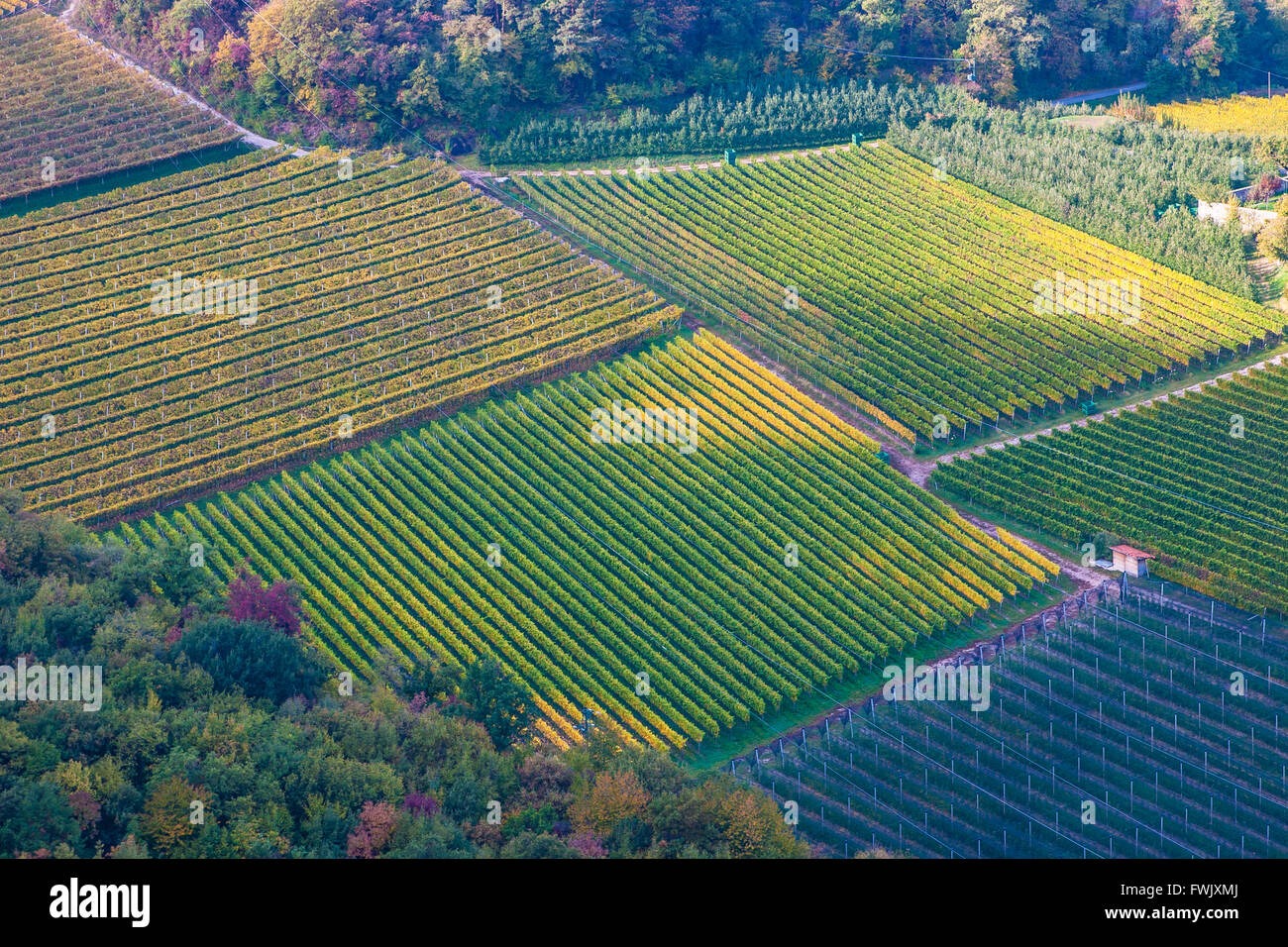 An high view of vineyard and apple orchard in autumn with the typical ...