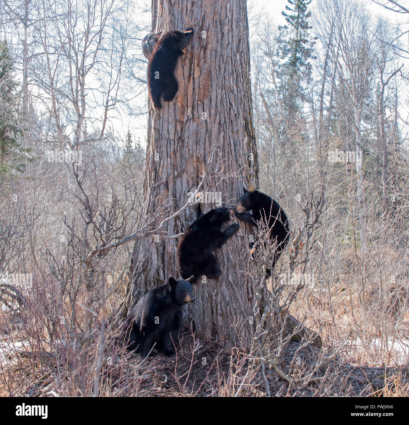 Black bear cubs tree hi-res stock photography and images - Alamy