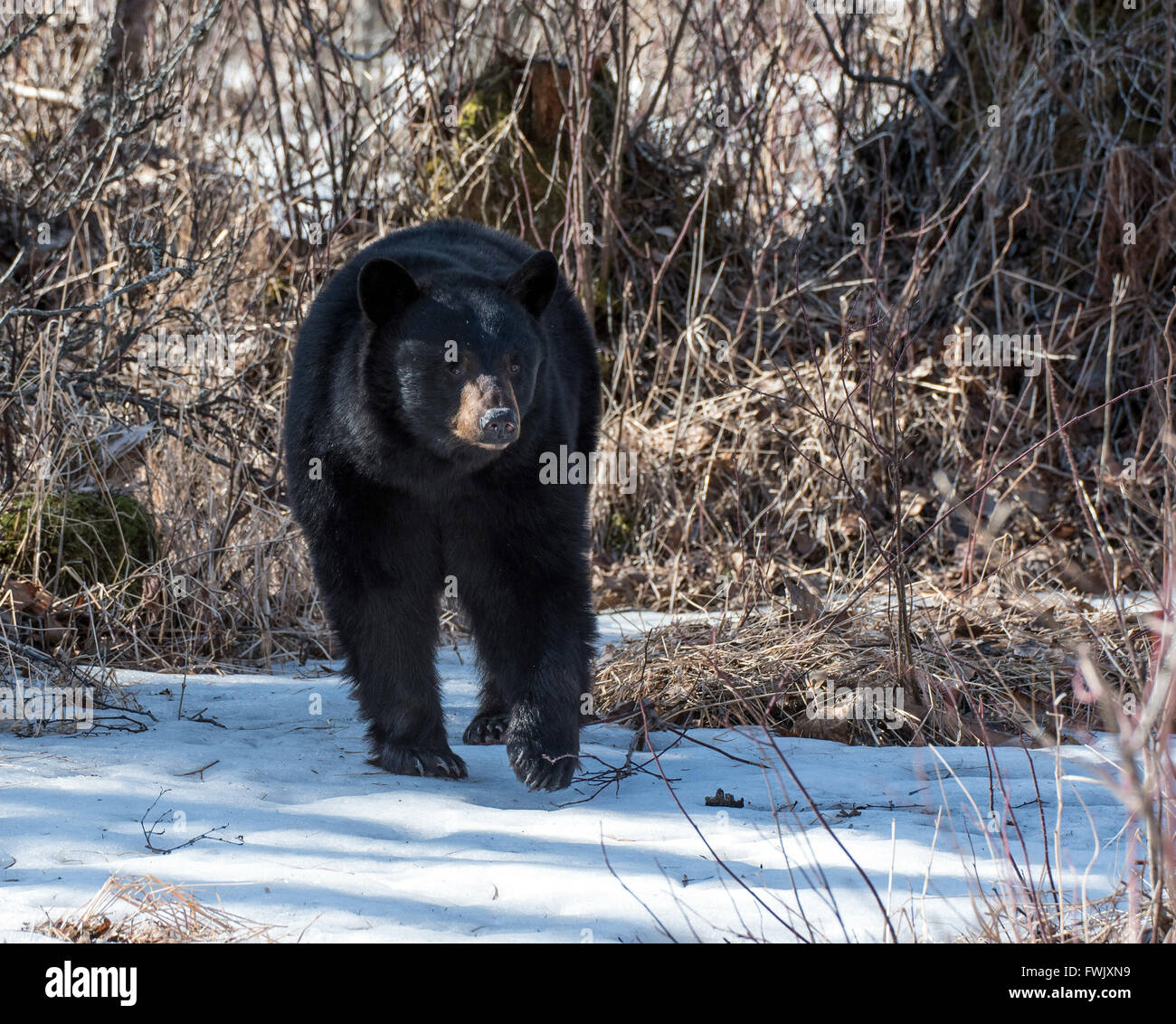 Black bear winter hi-res stock photography and images - Alamy