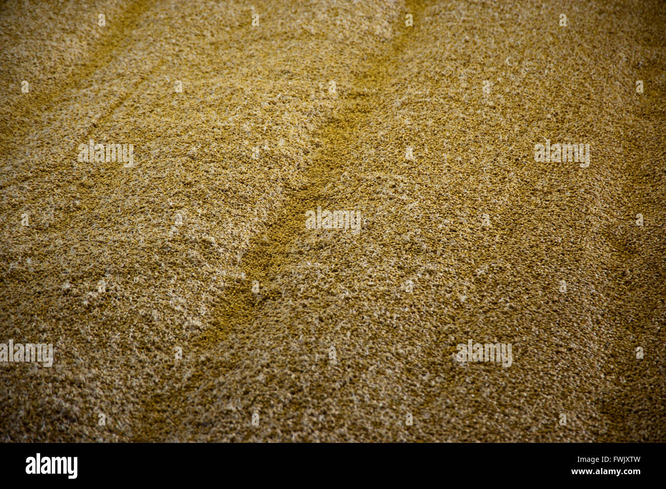 Malting barley with rake lines Stock Photo - Alamy