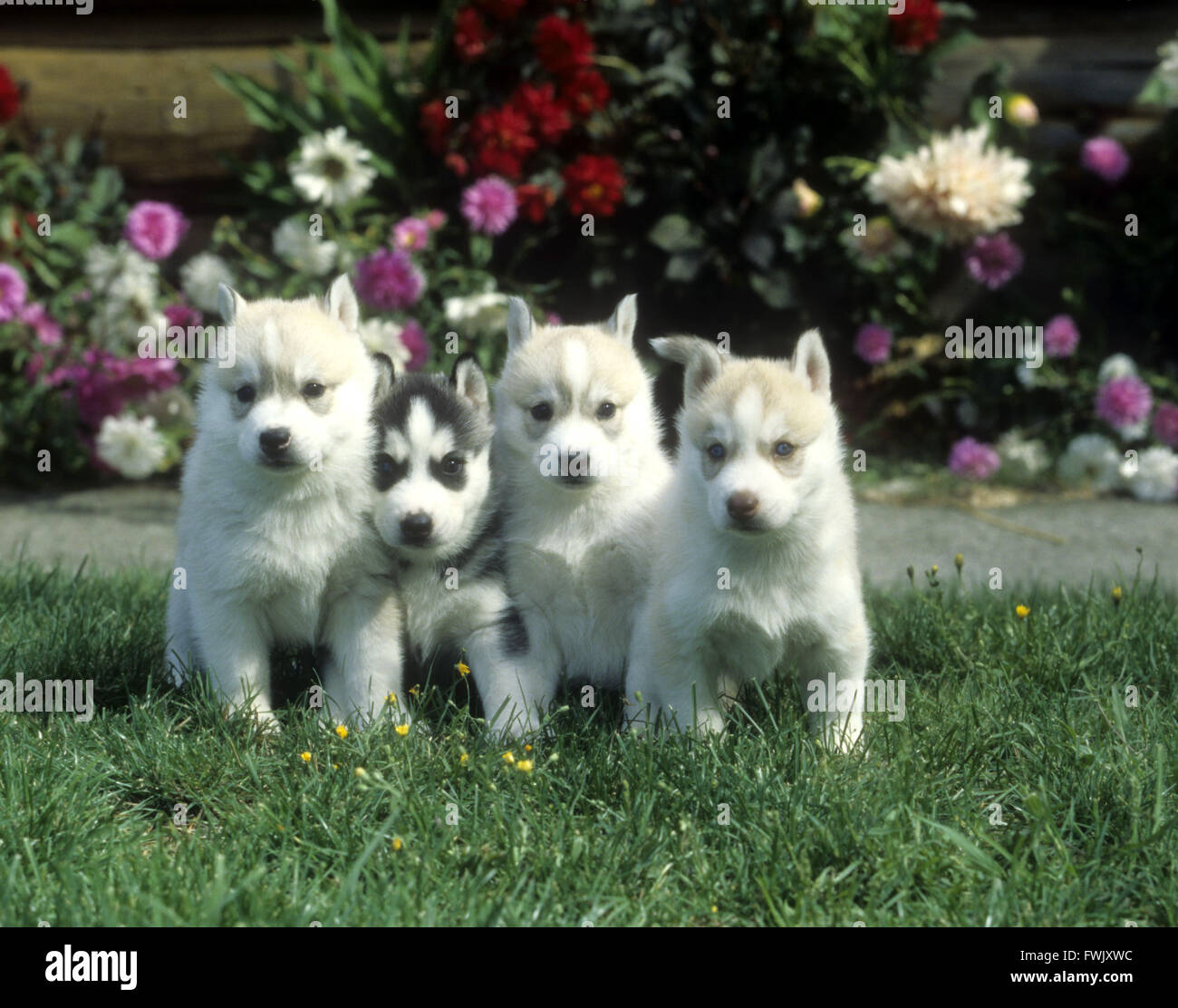 4 Siberian Husky Puppies sitting side by each with floral background ...
