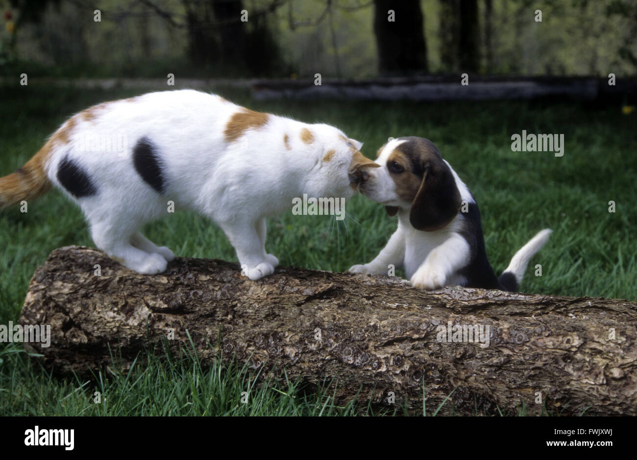 Beagle puppy and cat having a tete a tete (face to face) conversation ...