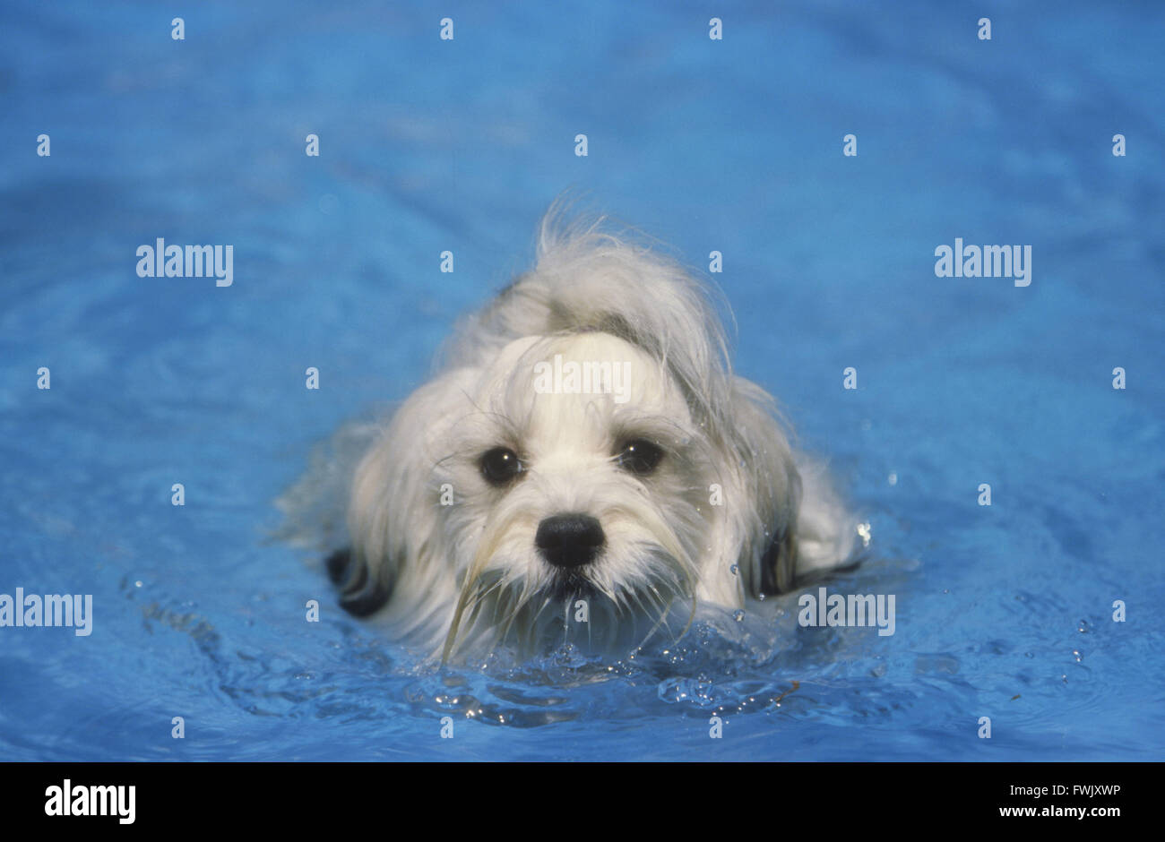 Havanese (Cuban breed) dog swimming in pool Stock Photo - Alamy