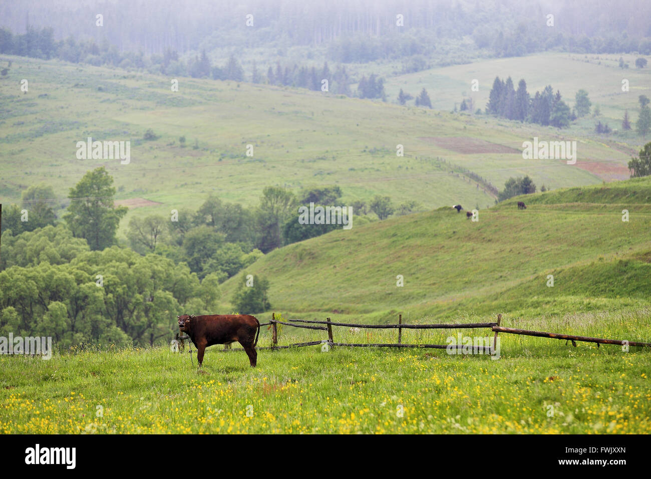 Landscape green meadows mountains hi-res stock photography and images ...