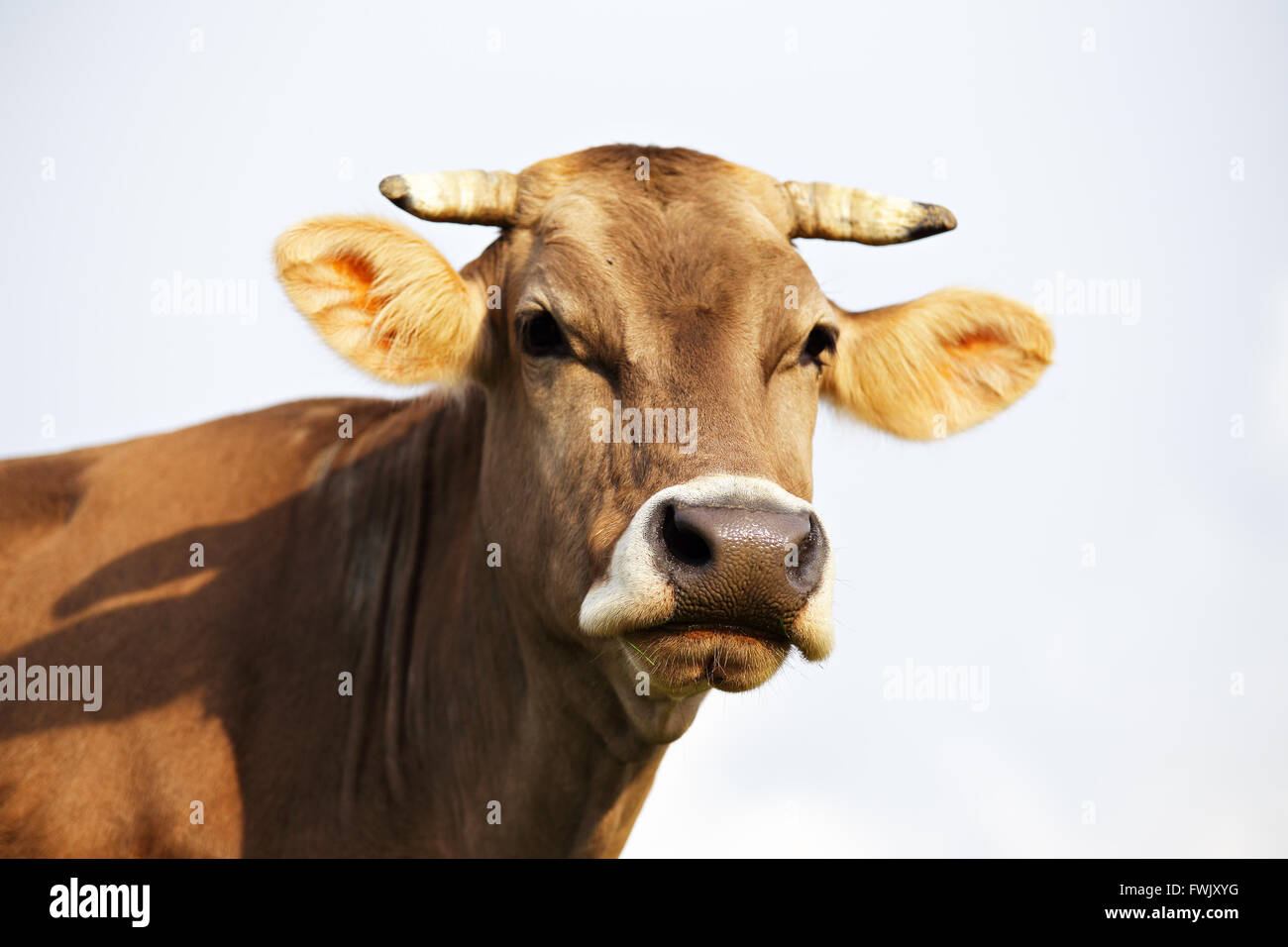 Brown cow with white face hi-res stock photography and images - Alamy