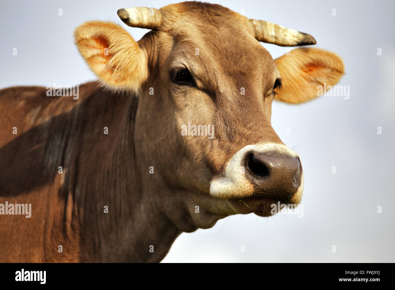 Domestic brown cow close hi-res stock photography and images - Alamy