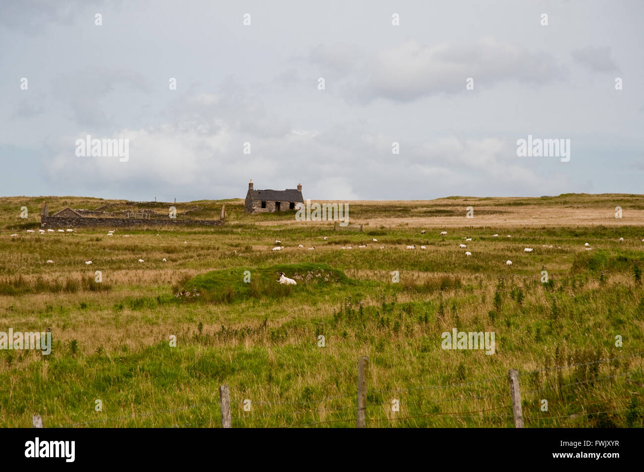 Scottish field hi-res stock photography and images - Alamy