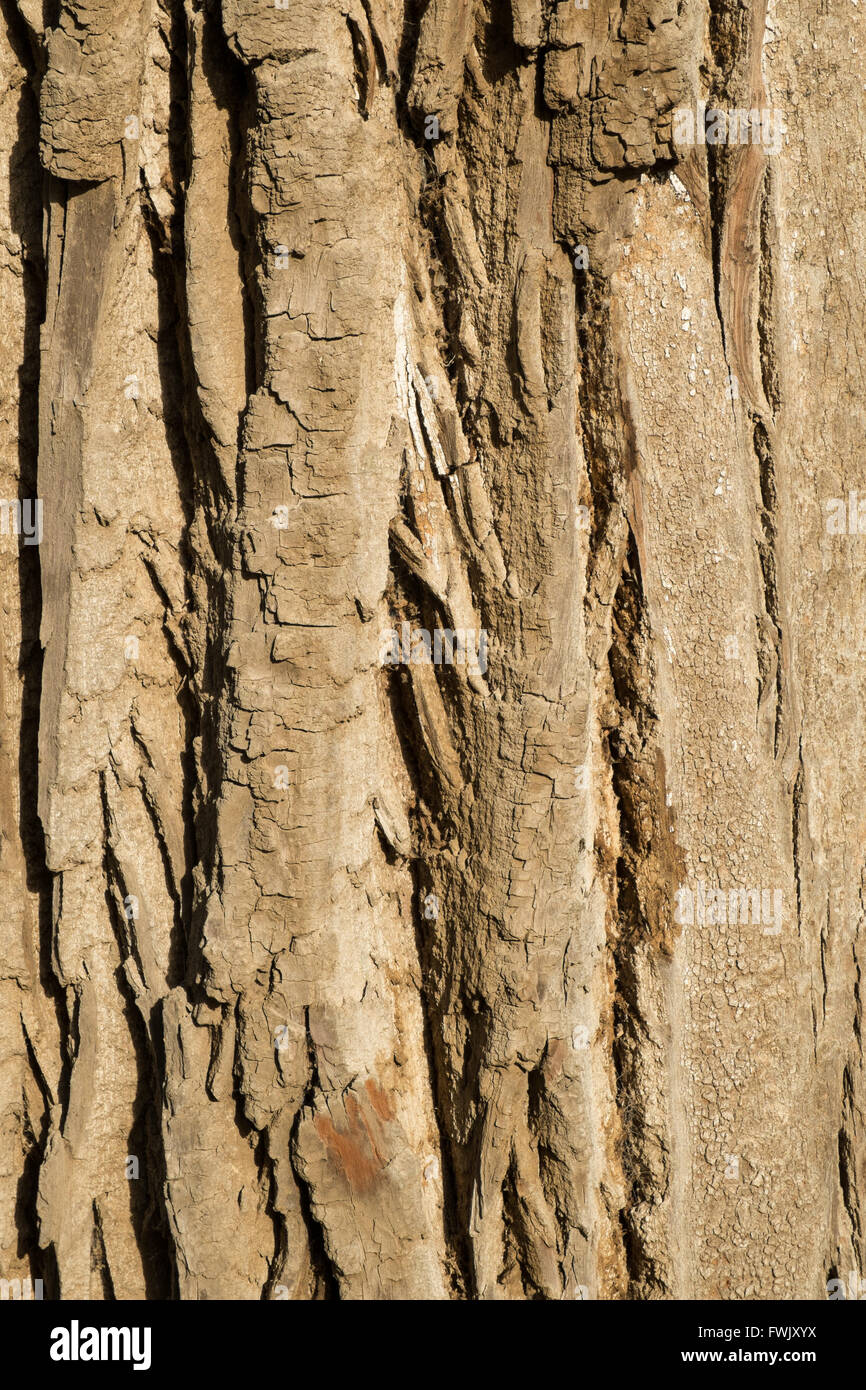 Full frame take of rugged tree bark texture Stock Photo - Alamy