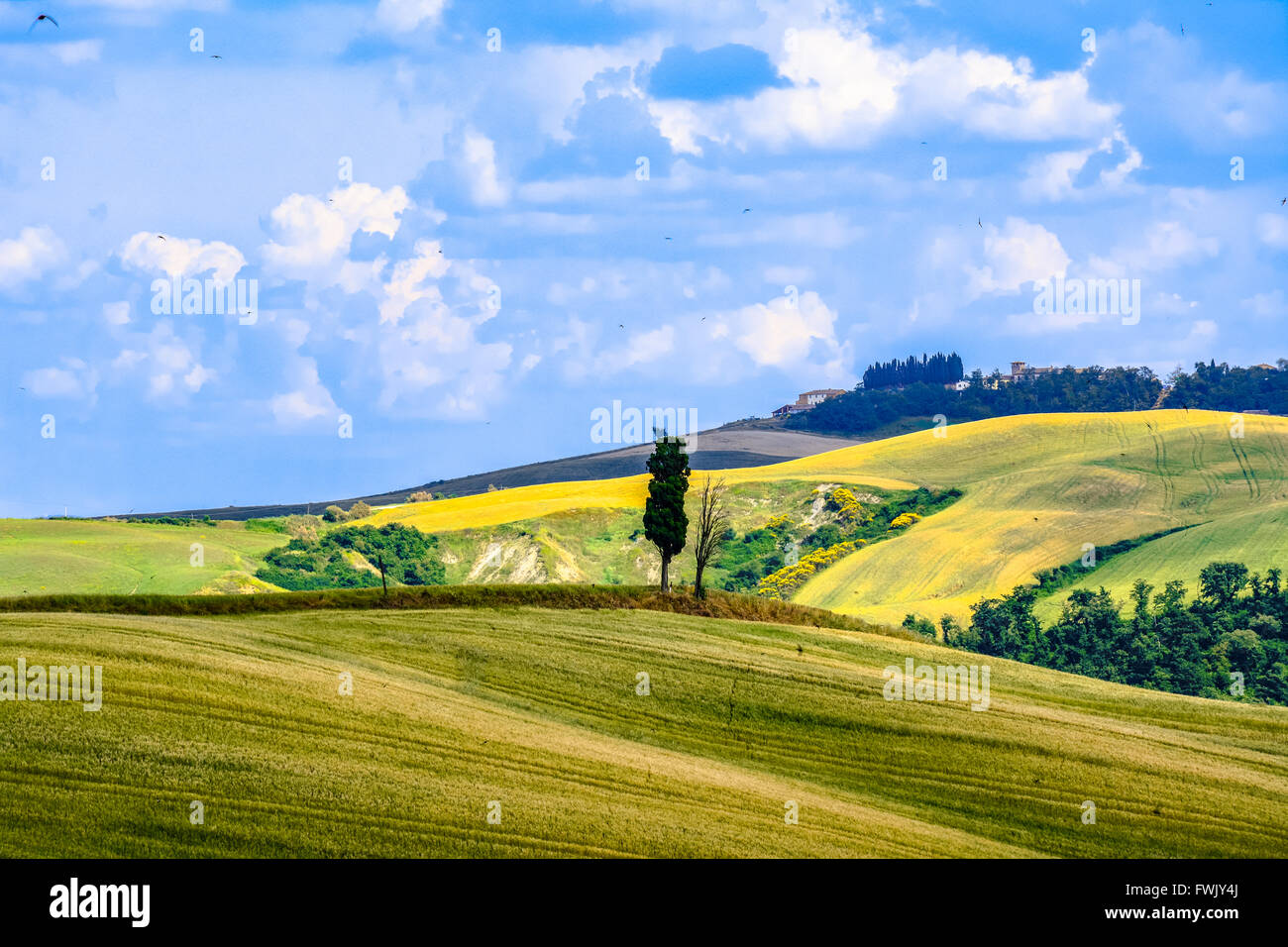 Tree and yellow hills in a tuscany summer landscape Stock Photo - Alamy