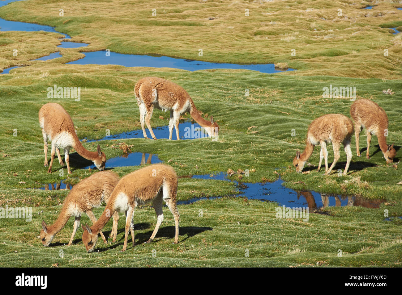 Vicuna hi-res stock photography and images - Alamy