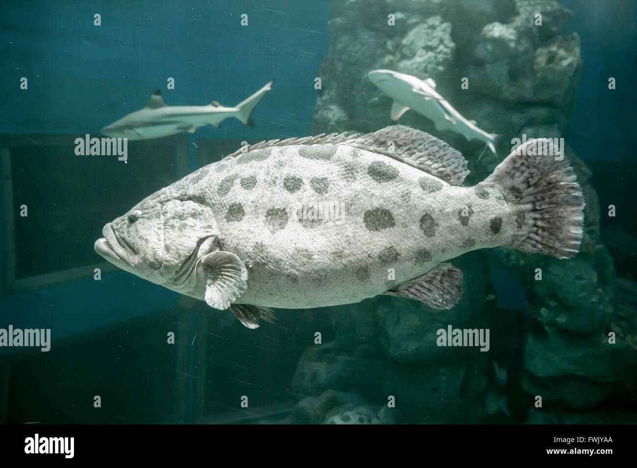 Brown spotted grouper under the sea. In the big tank Stock Photo - Alamy