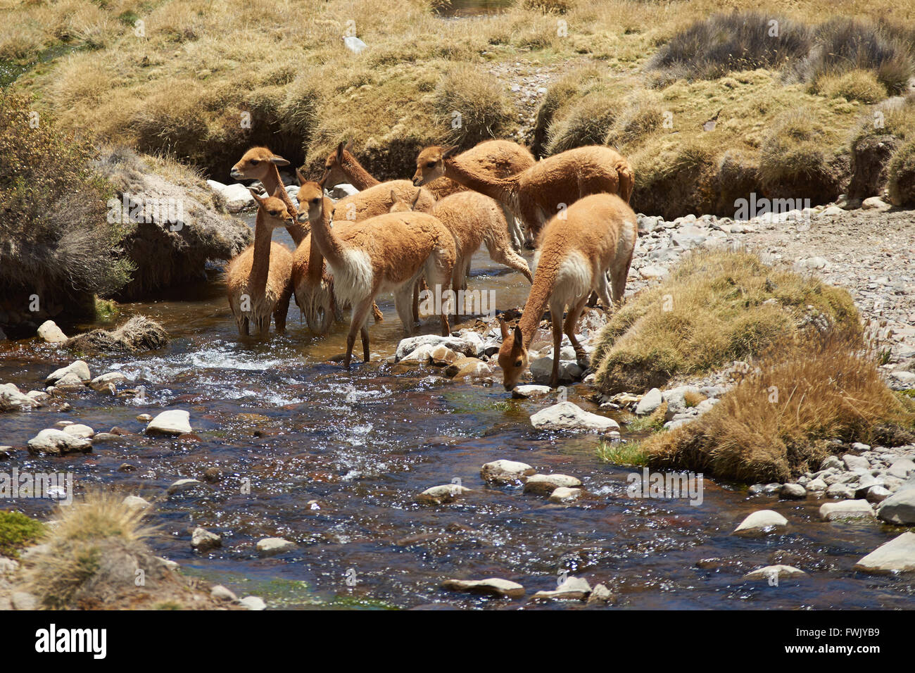 Family group of vicuna (Vicugna vicugna) drinking and bathing in a ...
