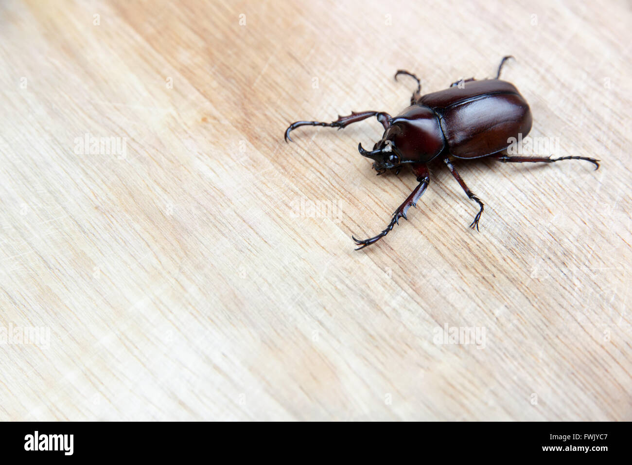Dynastinae big unicorn beetle on wood background Stock Photo - Alamy