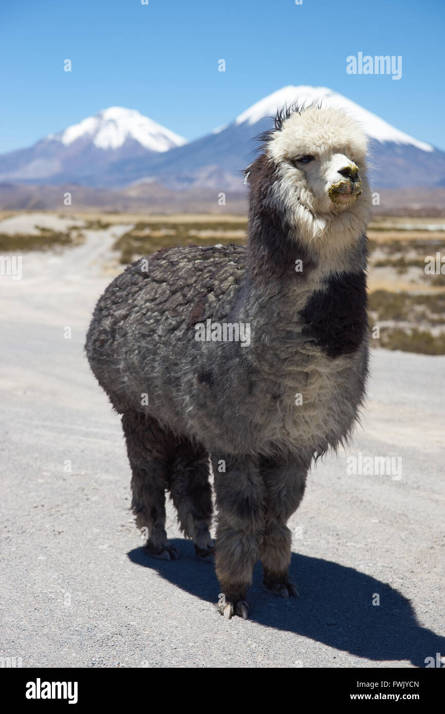 Alpaca in Lauca National Park, northern Chile Stock Photo - Alamy