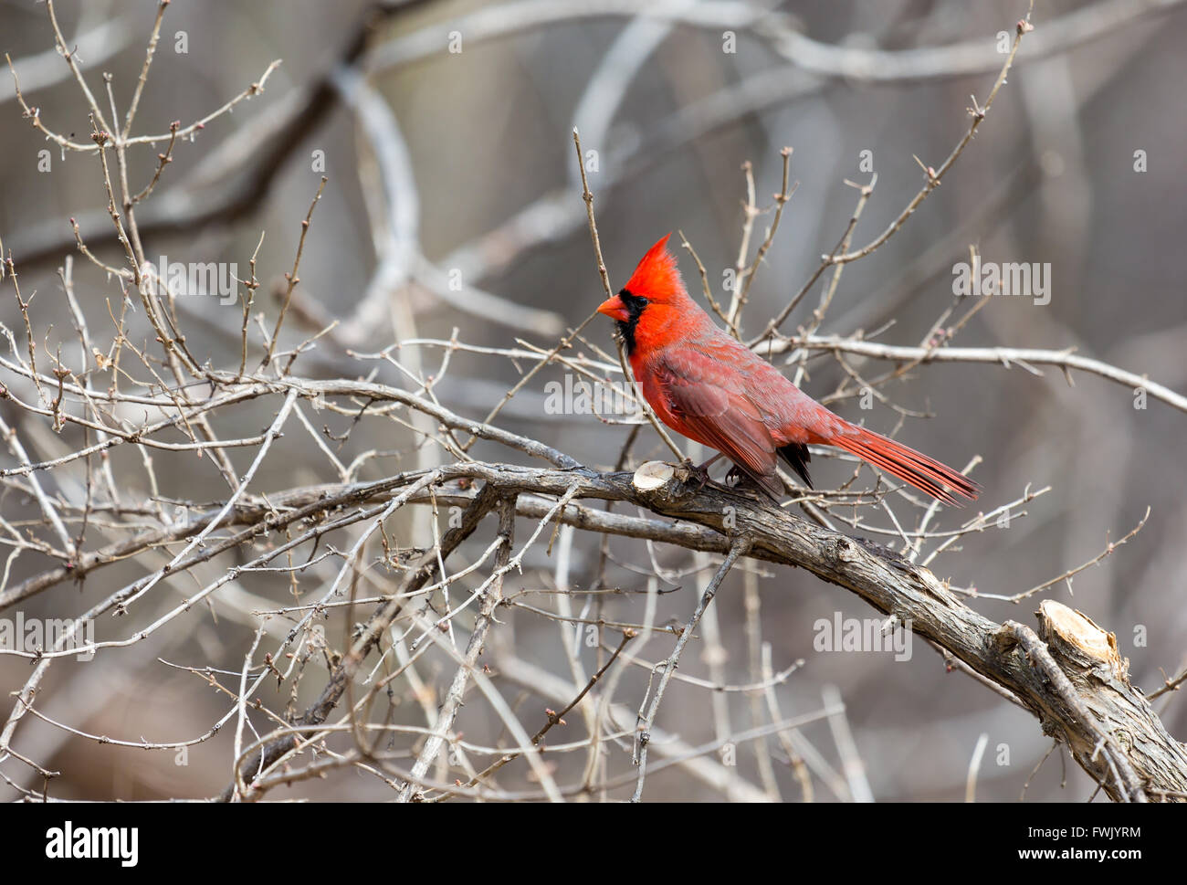Northern cardinals bright red plumage hi-res stock photography and ...
