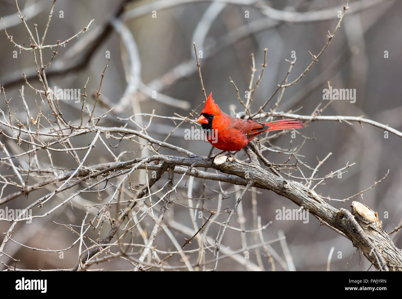 Northern Cardinal, Montreal, Quebec, Canada Stock Photo - Alamy