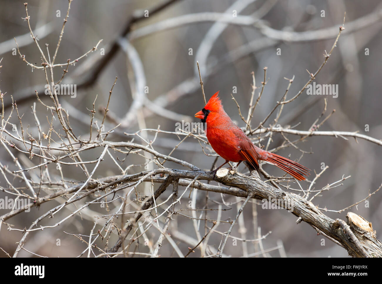 Northern cardinals bright red plumage hi-res stock photography and ...