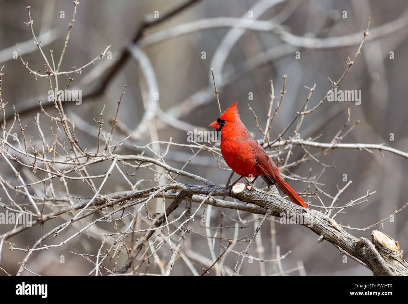 Northern Cardinal, Montreal, Quebec, Canada Stock Photo - Alamy