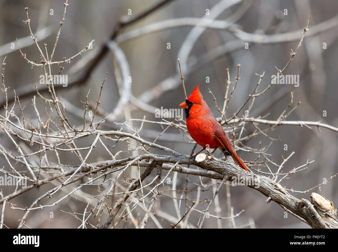 Northern Cardinal, Montreal, Quebec, Canada Stock Photo - Alamy