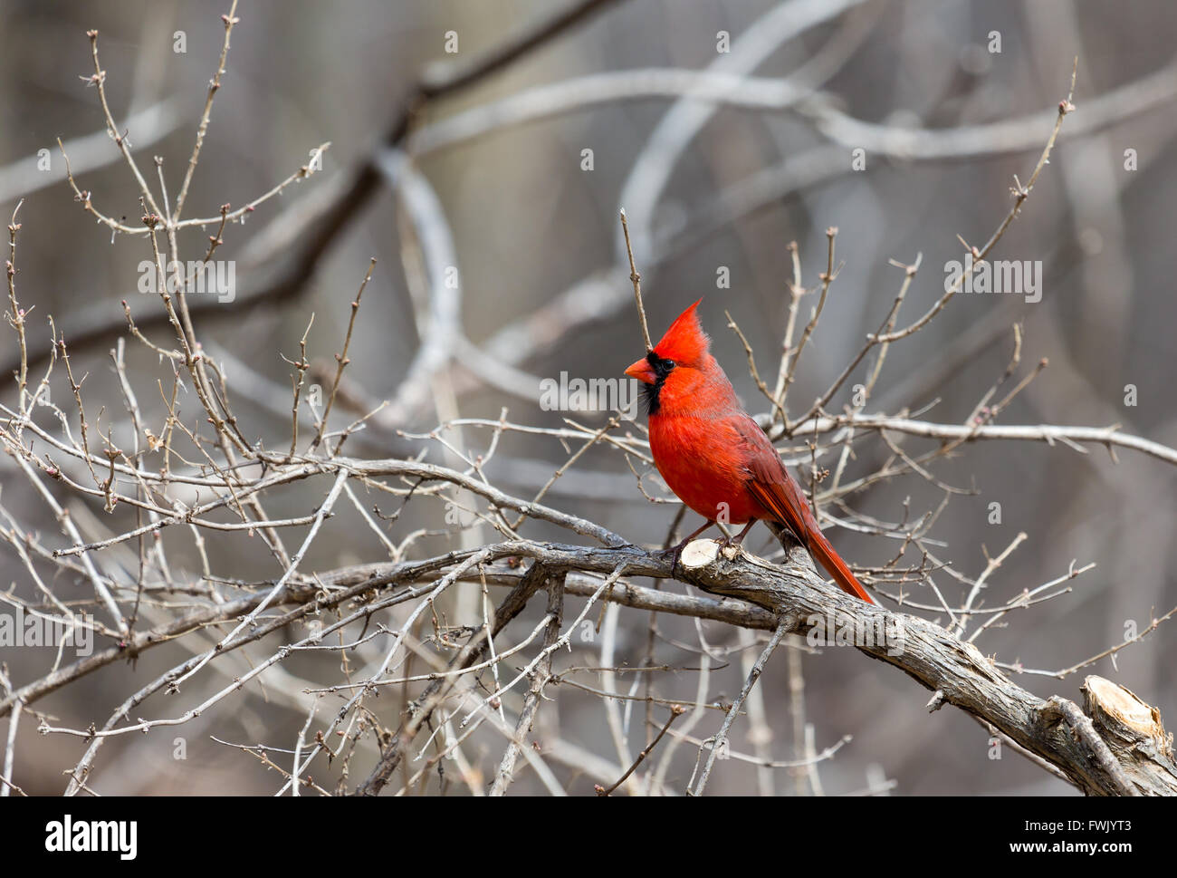 Northern cardinals bright red plumage hi-res stock photography and ...