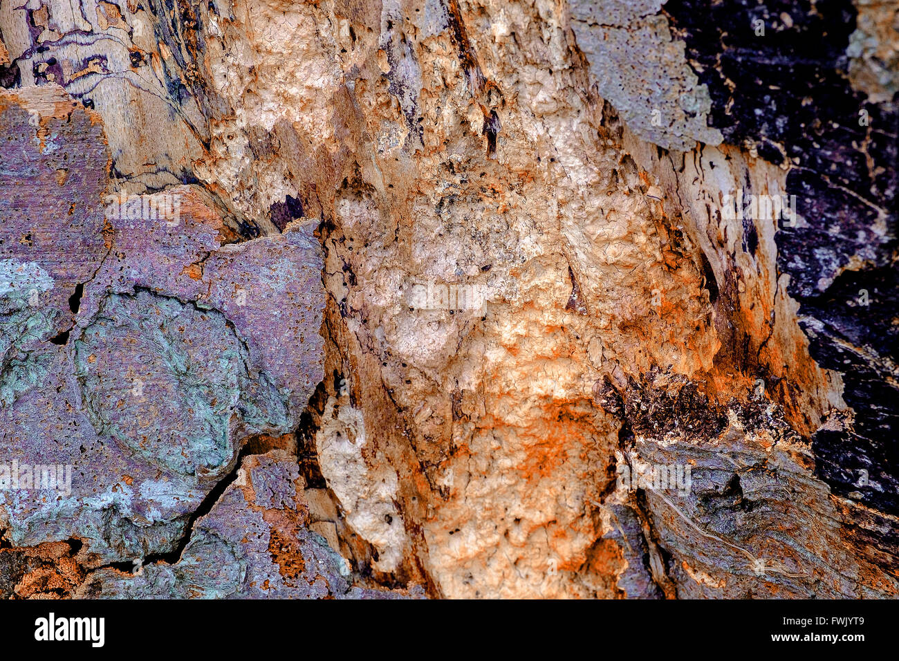 Detail of a tree trunk under the bark Stock Photo - Alamy