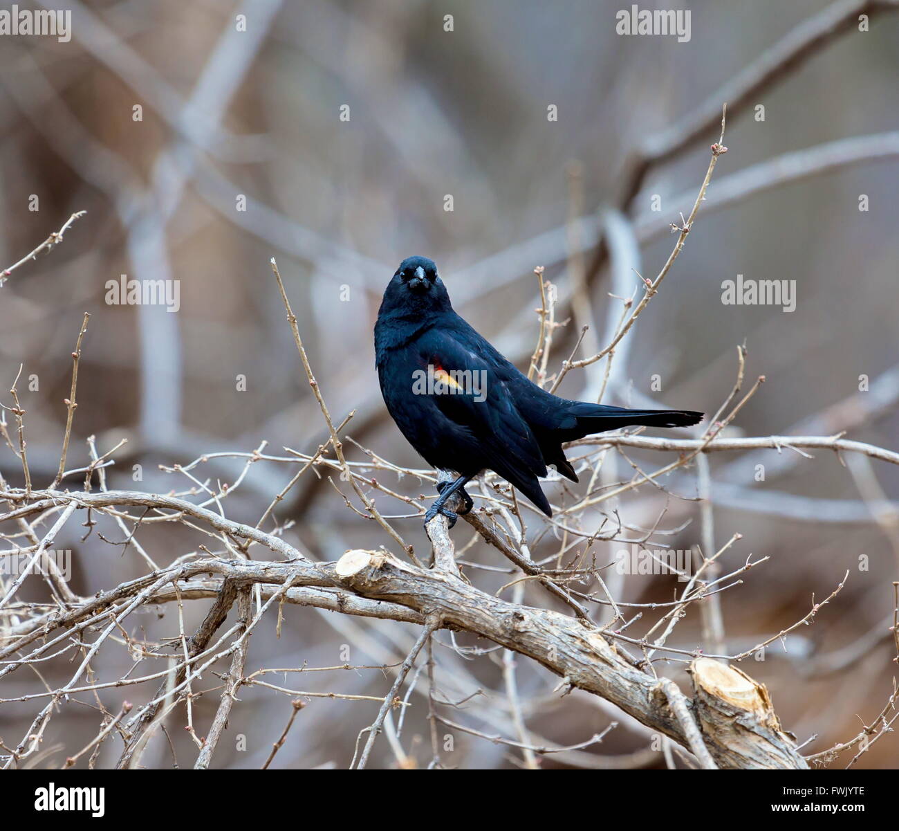 Red Winged Blackbird in a forest in Quebec Stock Photo - Alamy