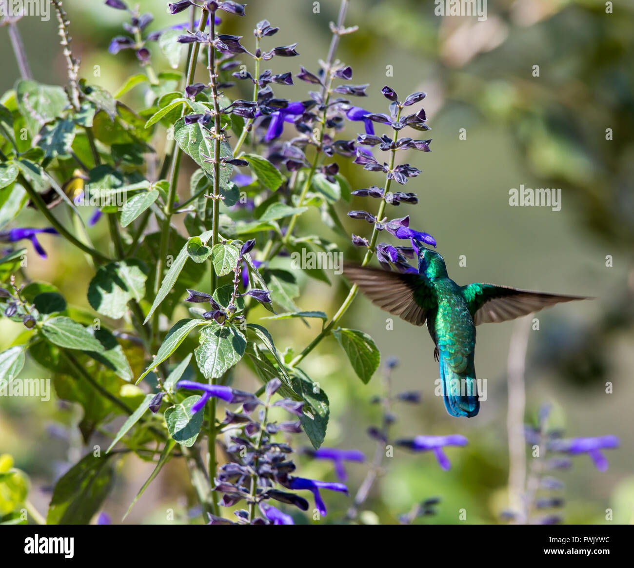 The incredibly beautiful Green Violet Eared Hummingbird Stock Photo - Alamy