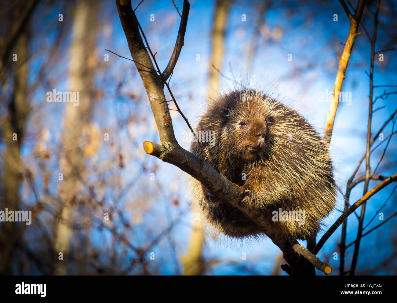 North American Tree Porcupine Stock Photo - Alamy