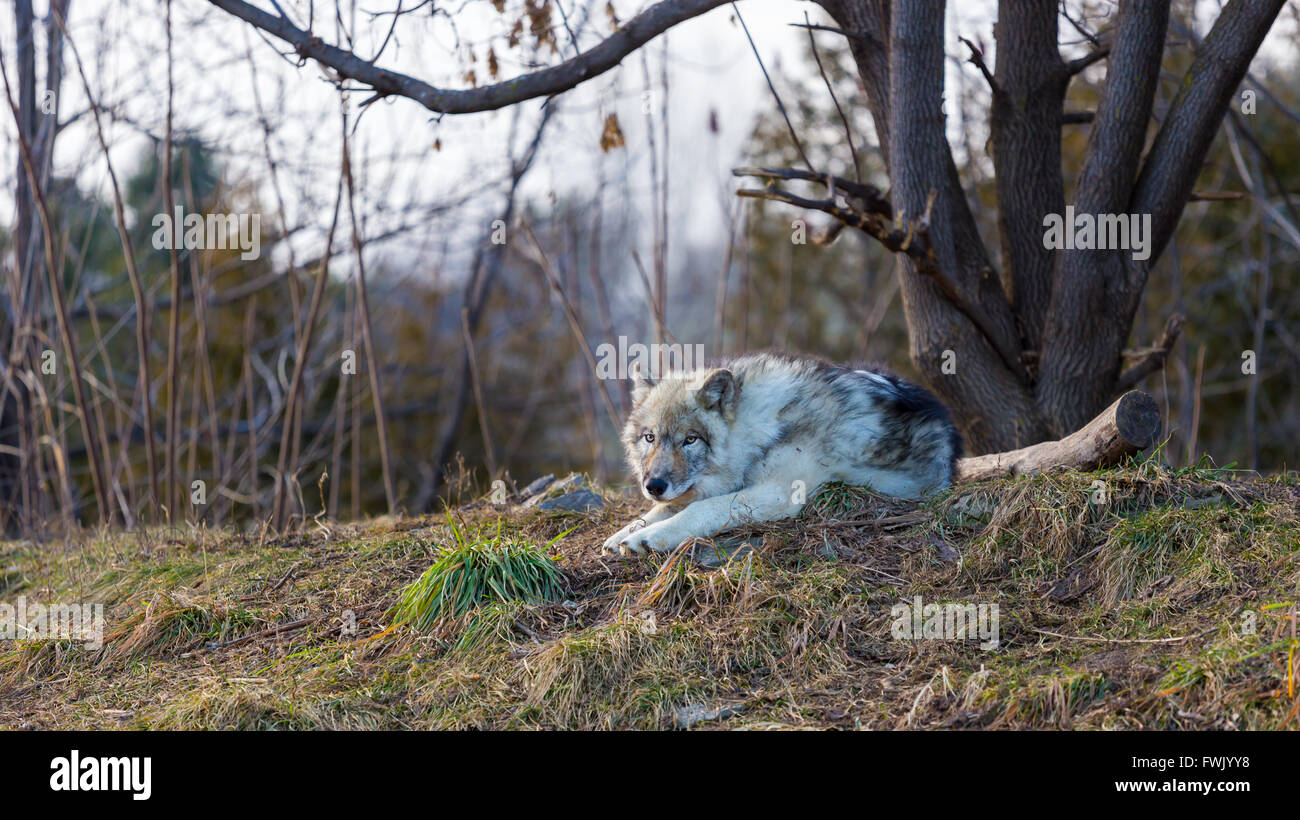 Grey Wolf Canada Stock Photo - Alamy