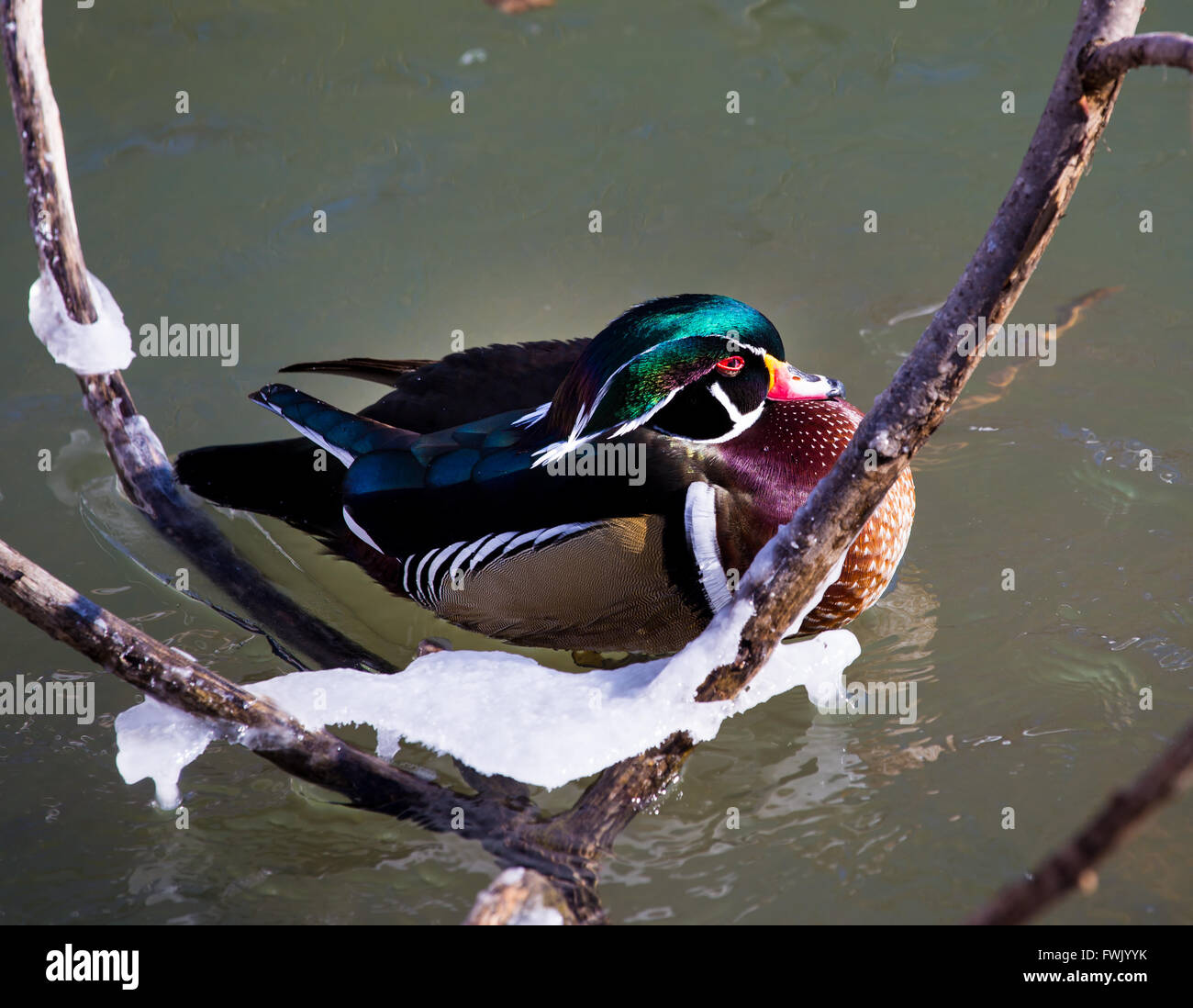 Carolina or wood duck hi-res stock photography and images - Alamy