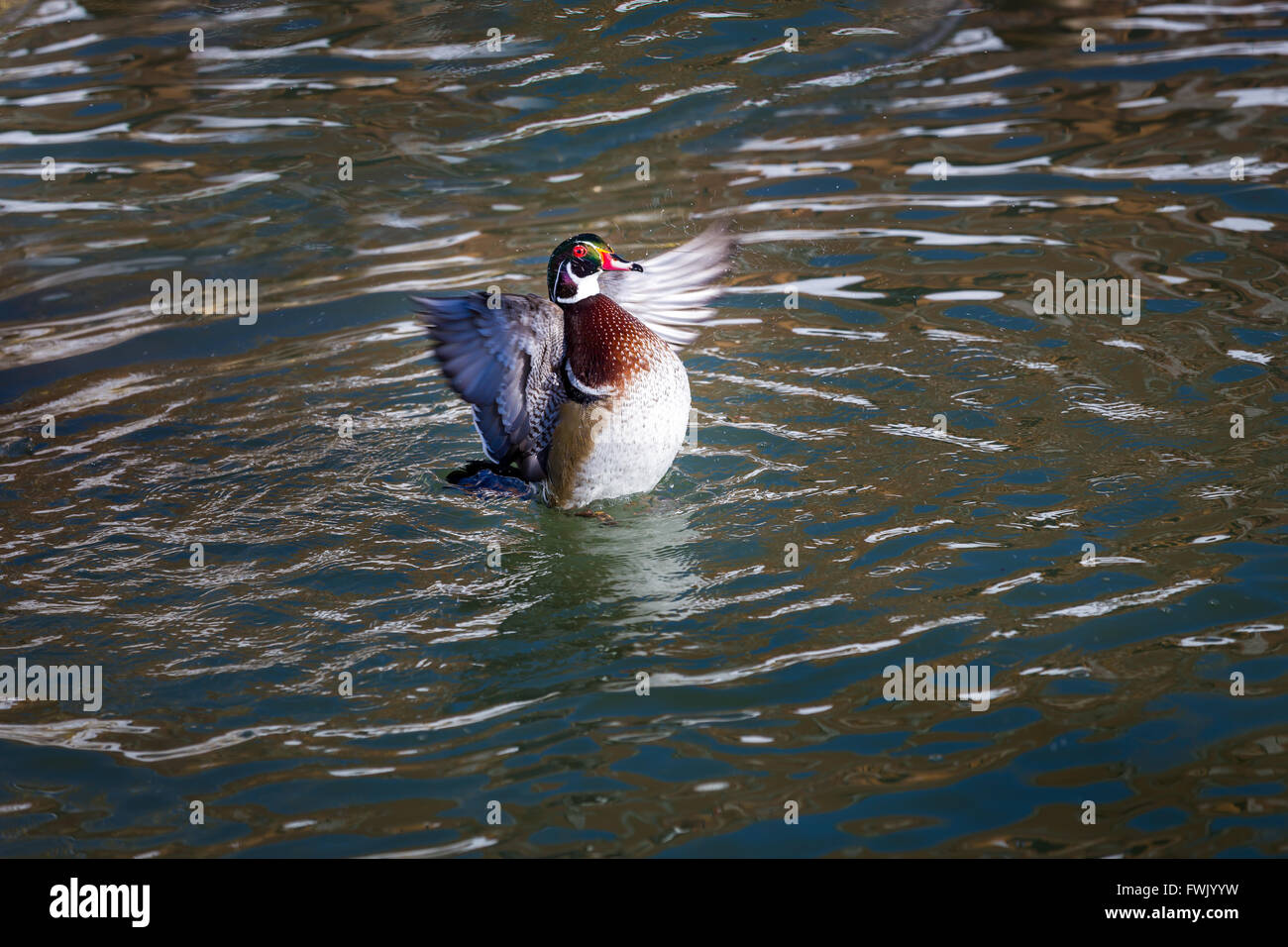 Carolina Wood Duck, Male Stock Photo - Alamy