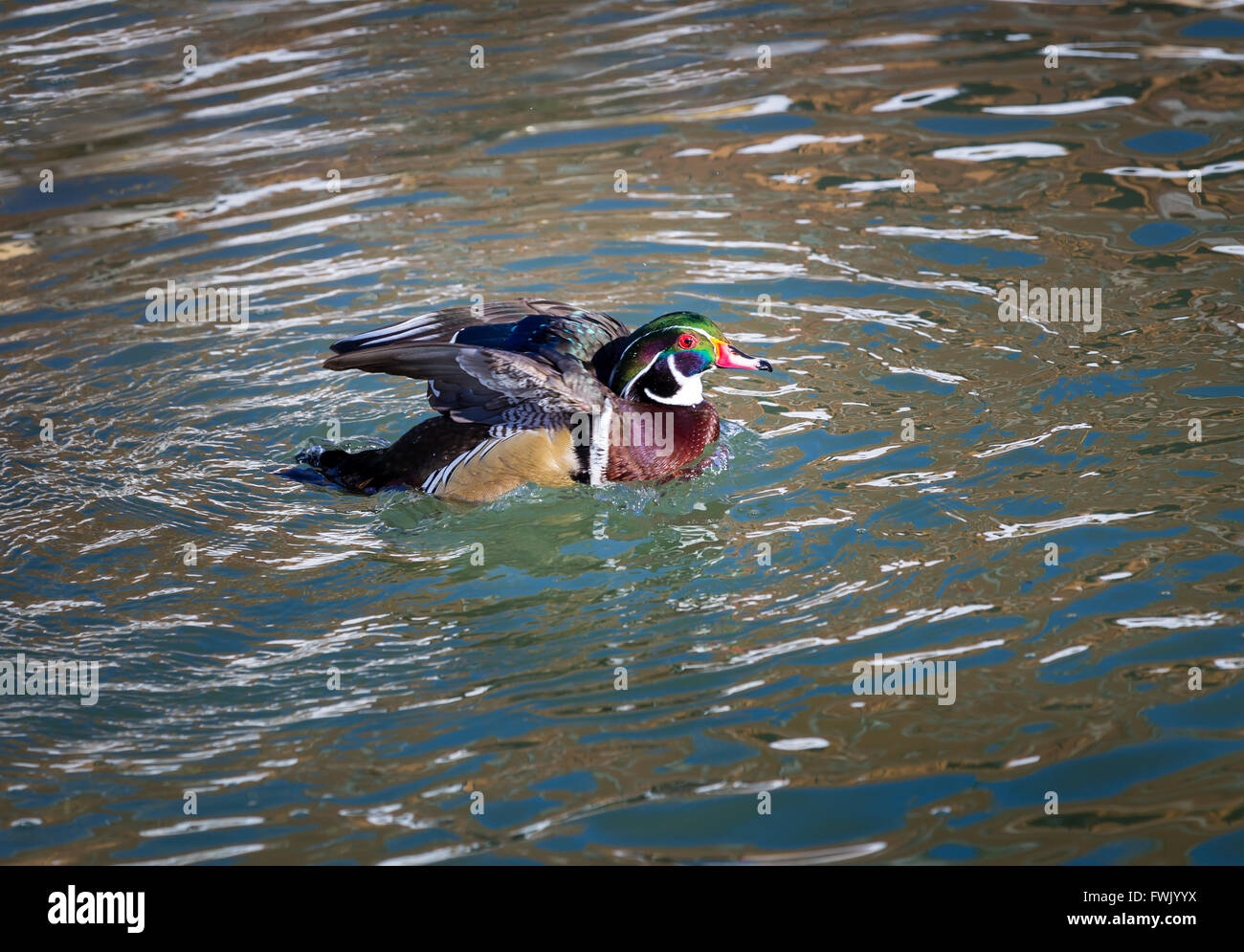 Carolina Wood Duck, Male Stock Photo - Alamy