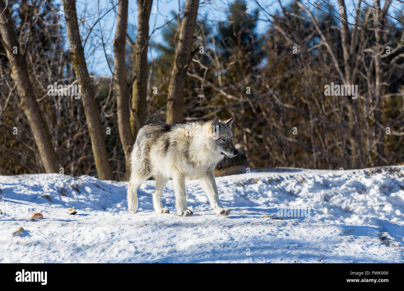 Grey wolf silhouette hi-res stock photography and images - Alamy