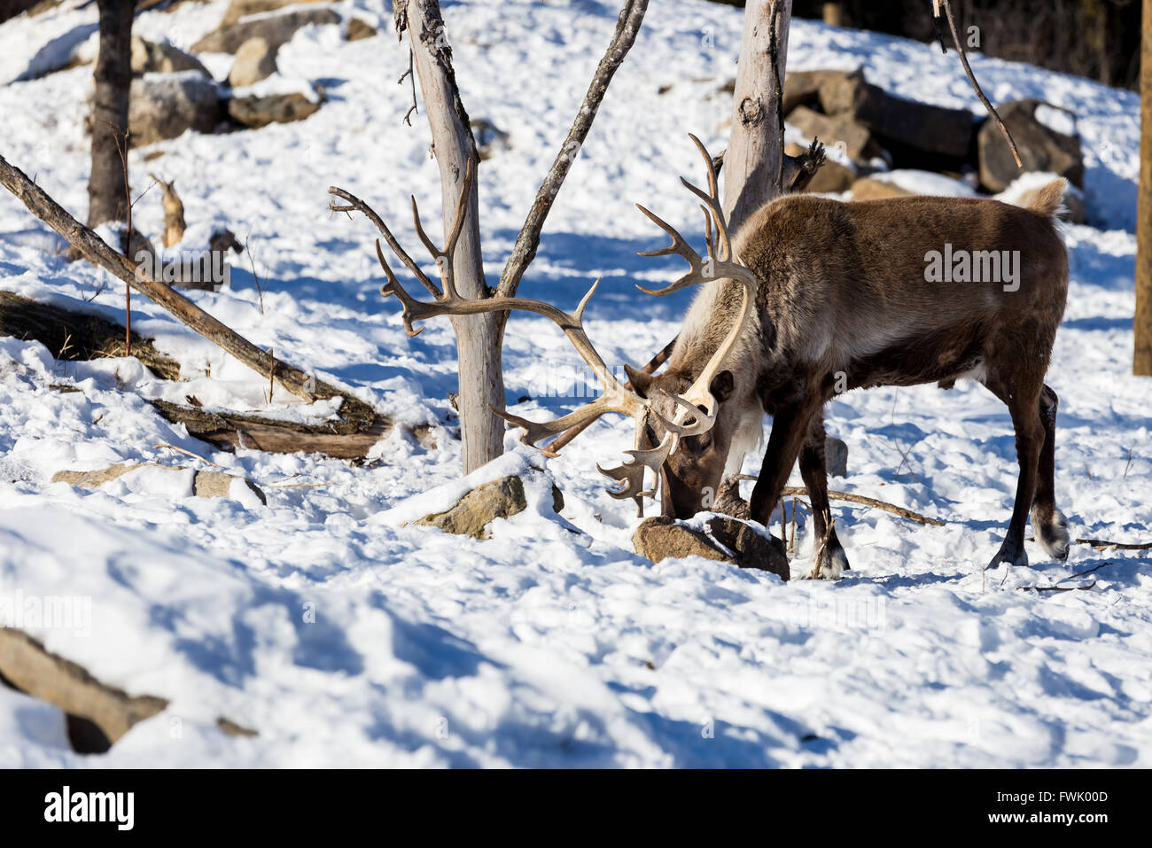 Alaska caribou winter hi-res stock photography and images - Alamy