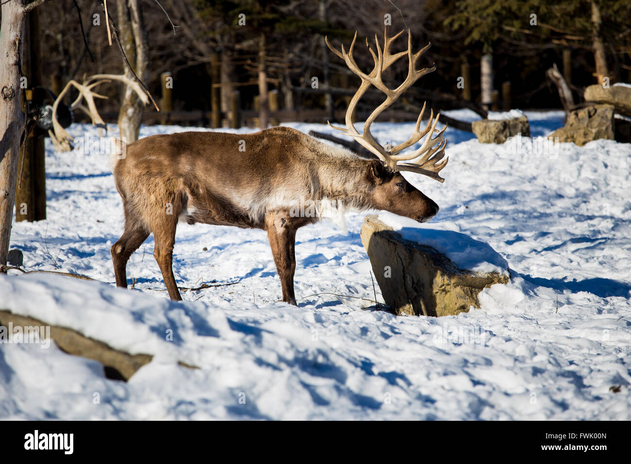 Alaska caribou winter hi-res stock photography and images - Alamy