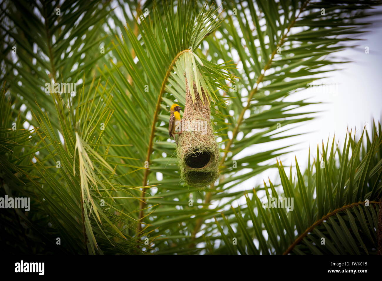 Baya Weaver at nesting site in India Stock Photo - Alamy