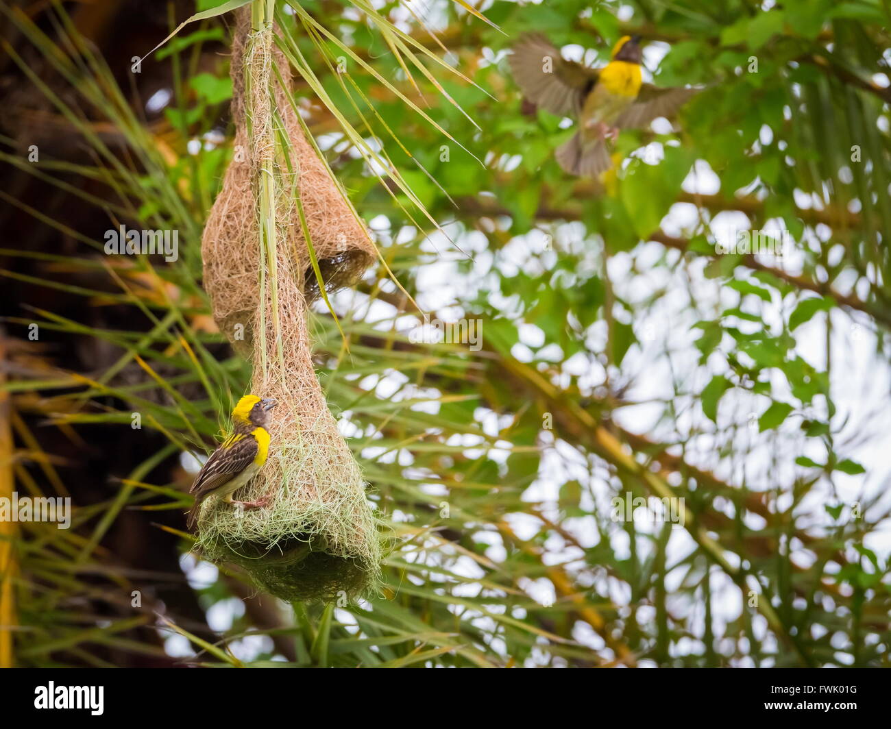 Baya Weaver at nesting site in India Stock Photo - Alamy