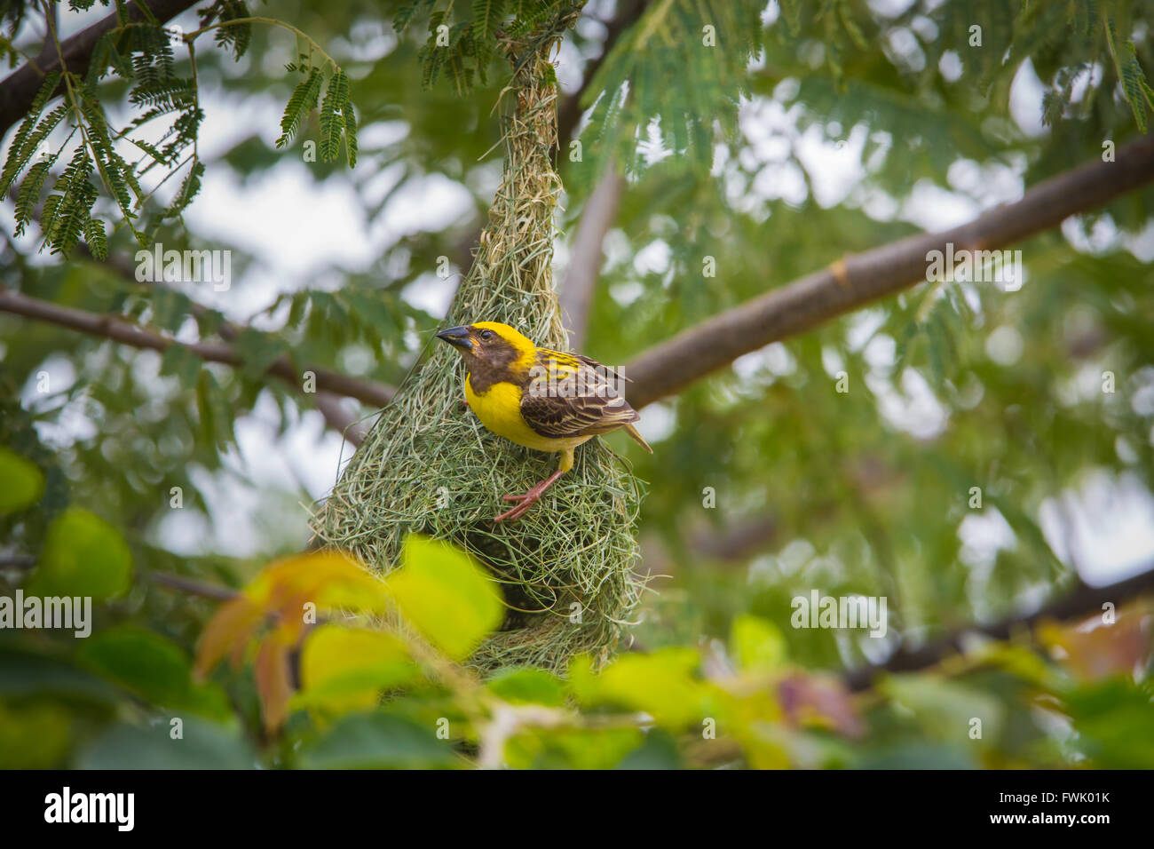 Baya weaver habitat hi-res stock photography and images - Alamy
