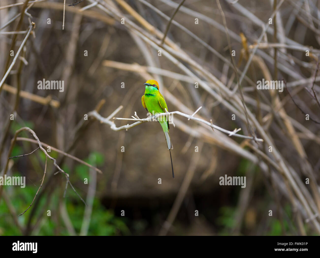 Green Bee Eater in Incredible India Stock Photo - Alamy