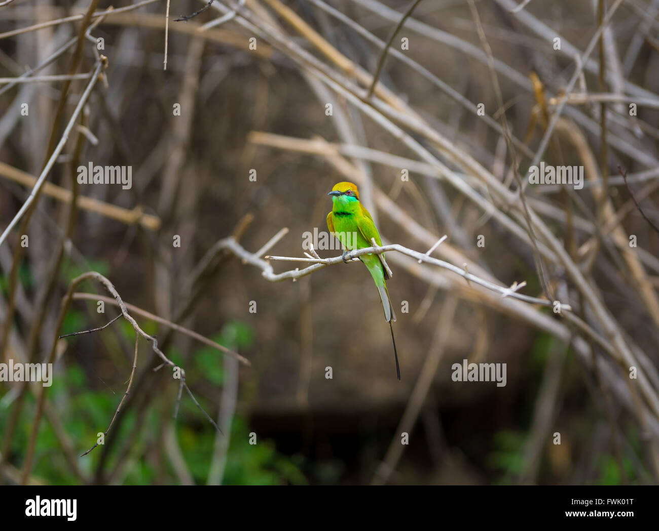 Indian green bee eater hi-res stock photography and images - Alamy