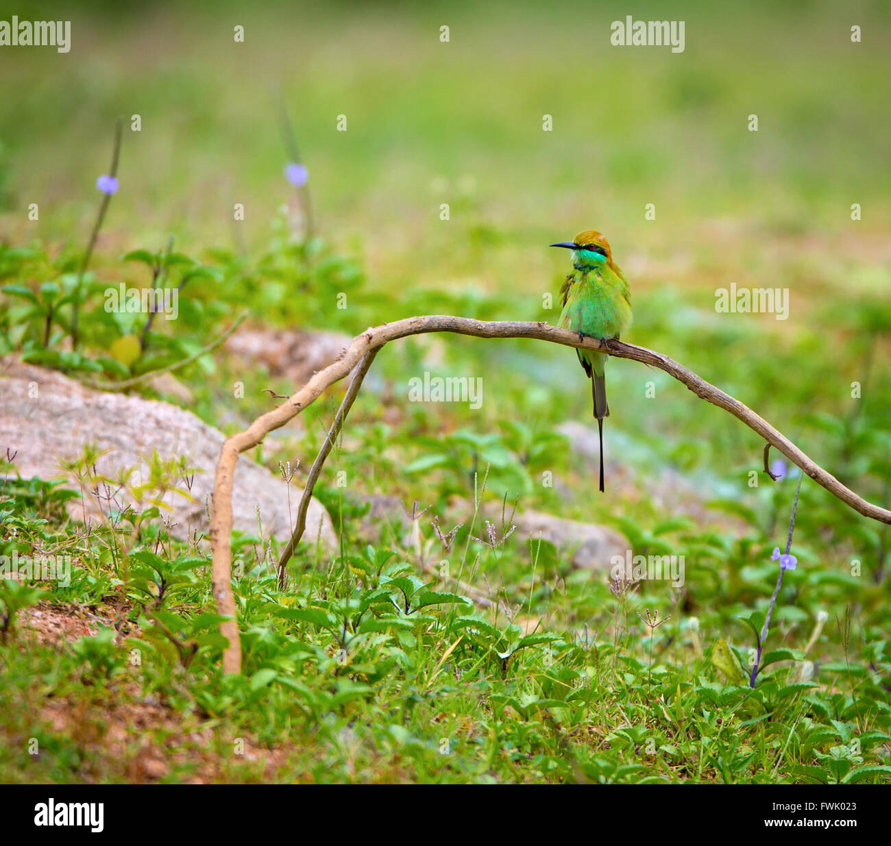 Green Bee Eater in Incredible India Stock Photo - Alamy