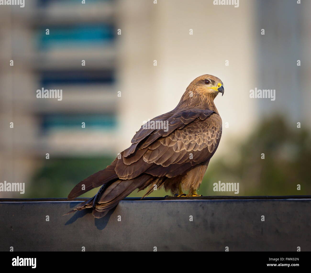 Kites legs hi-res stock photography and images - Alamy